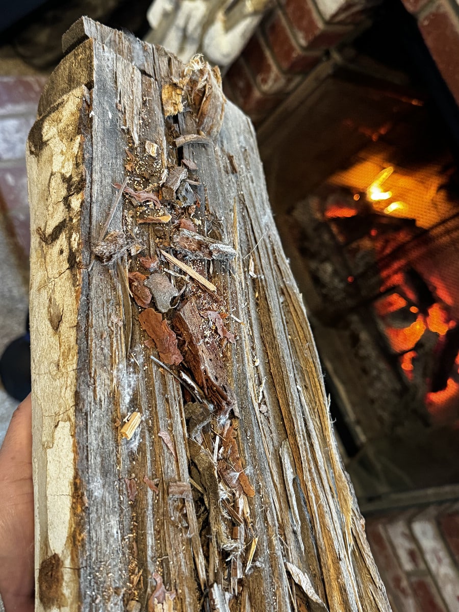 Subterranean Termite Control - Southland Pest Control