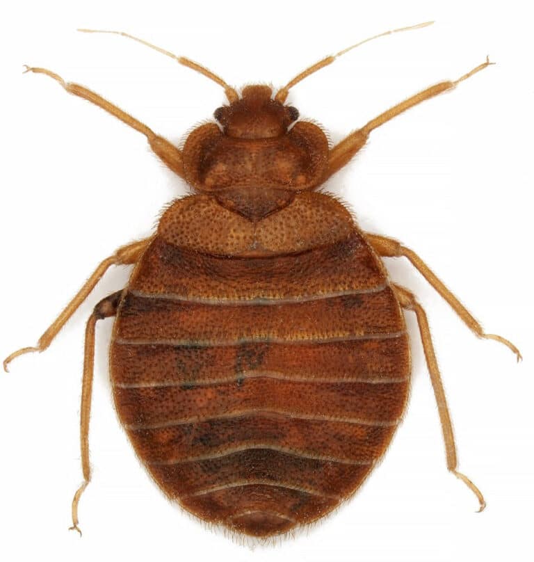 Bed Bug Inspection Service in Riverside, CA | Schedule Today!
