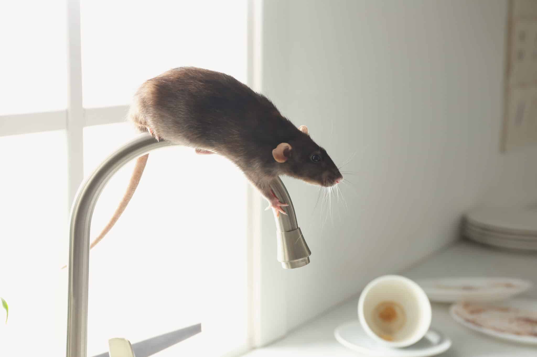 Mouse Control & Removal Riverside, CA | Southland Pest Control